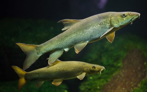 Barbelen: Een compleet overzicht voor vijverliefhebbers - Vijverdesign