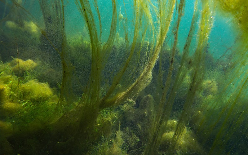 Alles wat je moet weten over draadalg - Vijverdesign