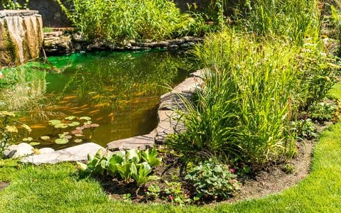 Verschil tussen moerasplanten en oeverplanten - Vijverdesign