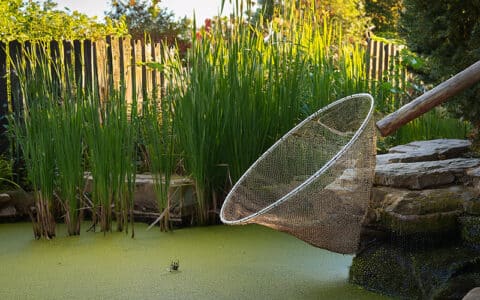 Tips om algengroei in je vijver te voorkomen in de lente - Vijverdesign