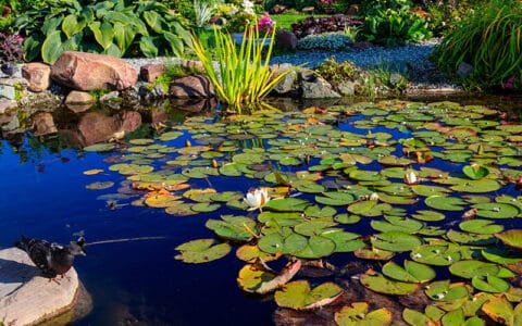 De biologische vijver: Natuurlijk evenwicht in je eigen tuin - Vijverdesign